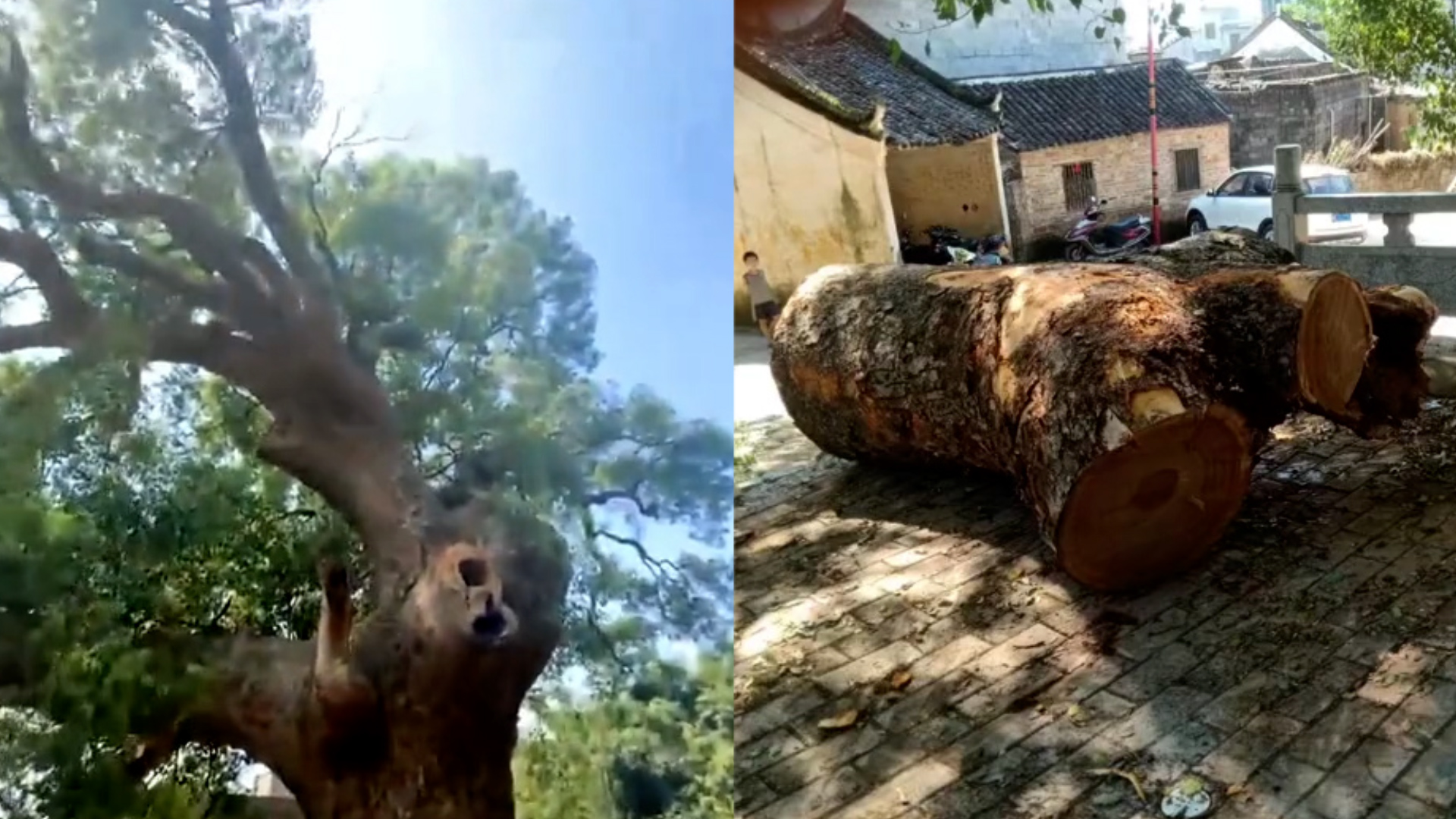 令人心痛!9棵古樟树被不法分子私自砍伐,最长树龄有500年