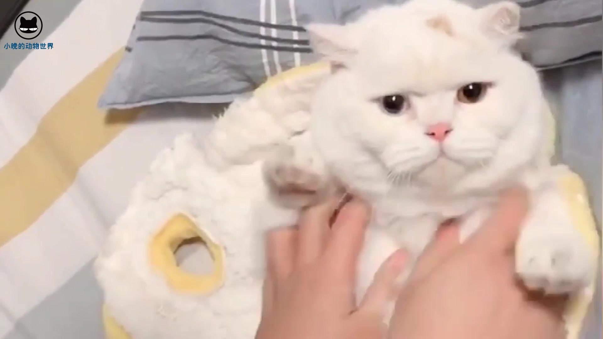 小猫咪不要害怕,你是逃不出我的手掌心的