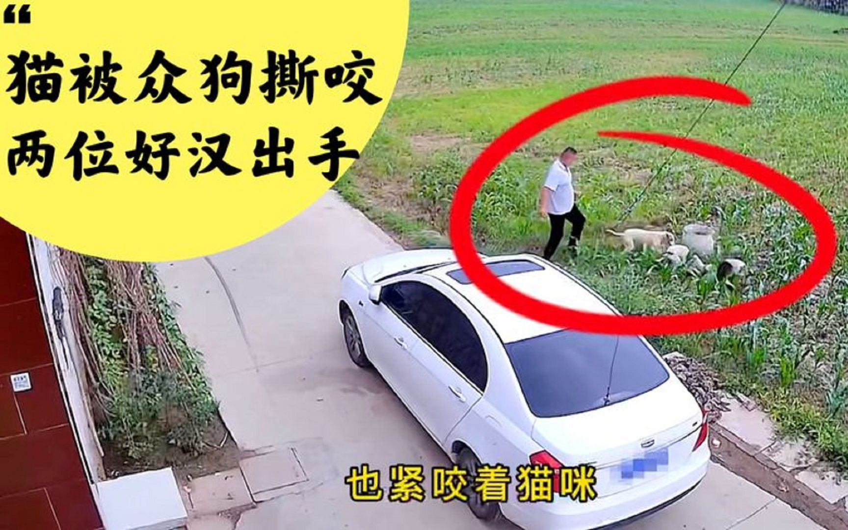 猫咪被几只狗撕咬,两位好汉看不下去了!