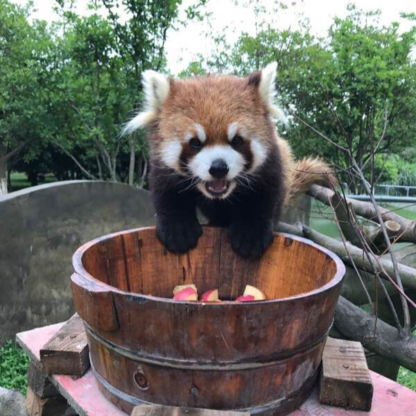 Air小熊猫 