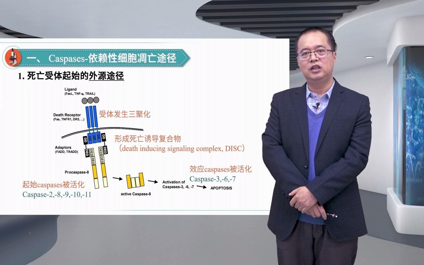 16.4细胞凋亡途径_细胞生物学_李军林
