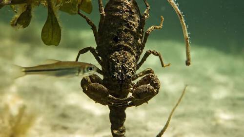 挑战你的认知!盘点全球最诡异的奇特动物,每一个部位都让你惊掉下巴