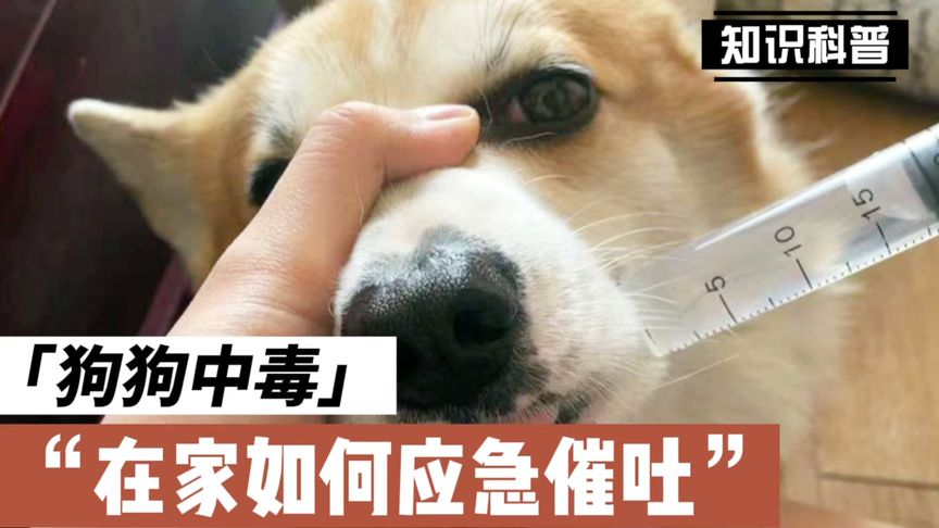 狗狗中毒后在家如何急救?