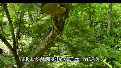 被称为森林黄金的桑黄,药用价值高,千元一斤都供不应求