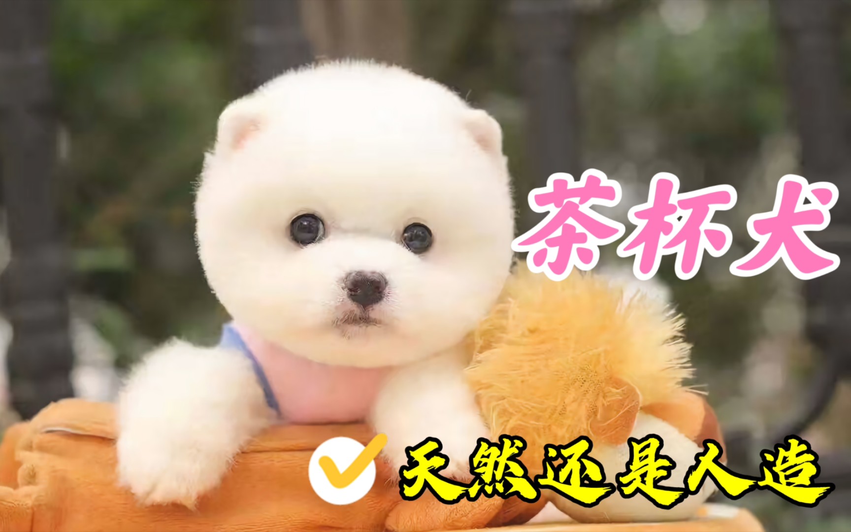 茶杯犬的真相:你以为的茶杯犬并不是真实的茶杯犬