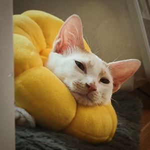 柯轲不是叠词词 