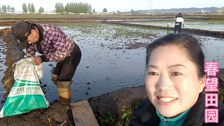 东北优质大米产地,用简单的土方法种植水稻,大家见过吗?