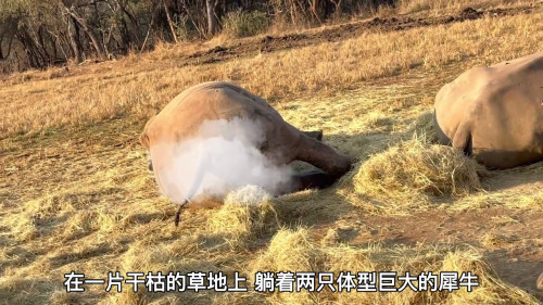 万物皆有灵!犀牛妈妈痛苦产下犀牛宝宝,动物界的母爱真伟大
