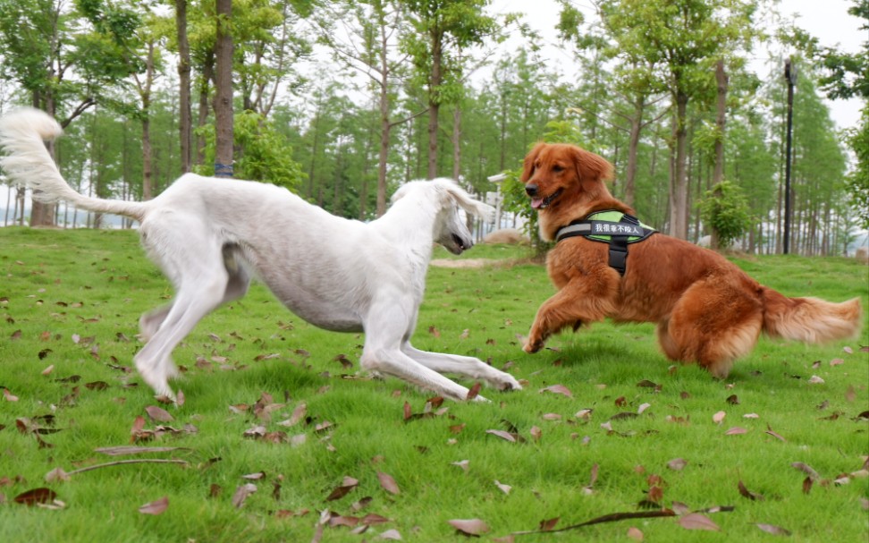 〔养狗日记〕细犬越山的日常,越山从犬界超模变成兼职超模的博尔特,...