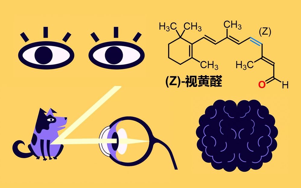 有机化学第四章 (下) :共轭二烯烃