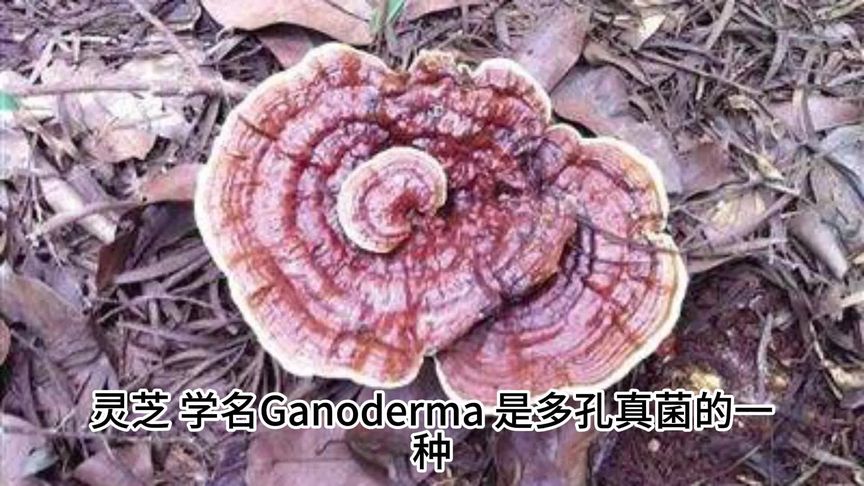 灵芝孢子功效与作用,灵芝孢子粉有什么用