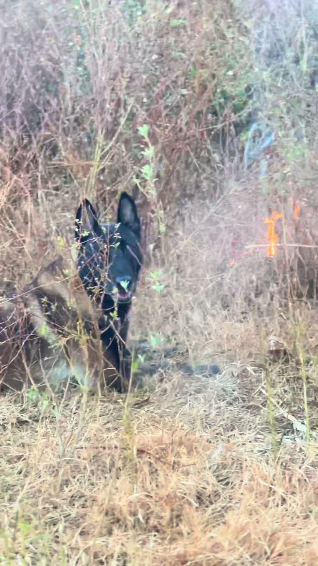 您们看到的犬都喜欢动,可为啥它那么淡定?