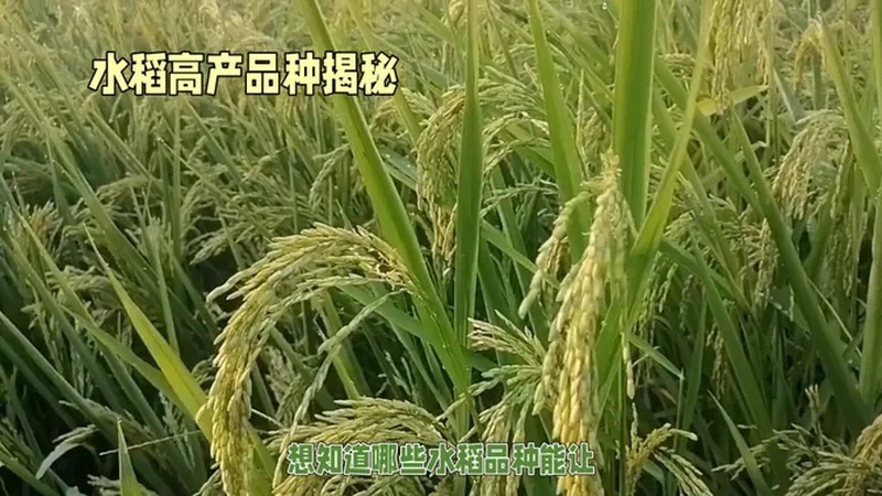 高产水稻品种揭秘,产量翻倍不是梦
