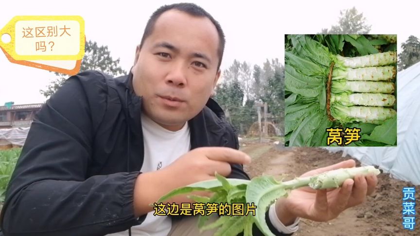 贡菜和莴笋有啥区别,农村小伙现场比较两者,这区别明显吗?