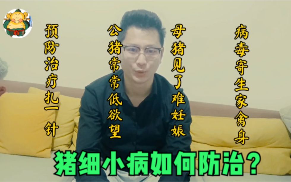 猪细小病毒病如何治疗和预防:1分钟教会你2个方法,先收藏备用