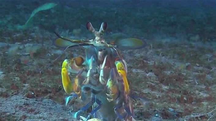 皮皮虾跑去挑衅章鱼,终于知道为什么叫皮皮虾了,是真皮啊