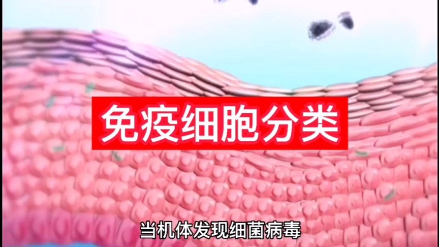 人体免疫细胞分类介绍,年轻的时候冻存起来,能抗衰能救命!