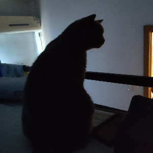 吾尾熊 