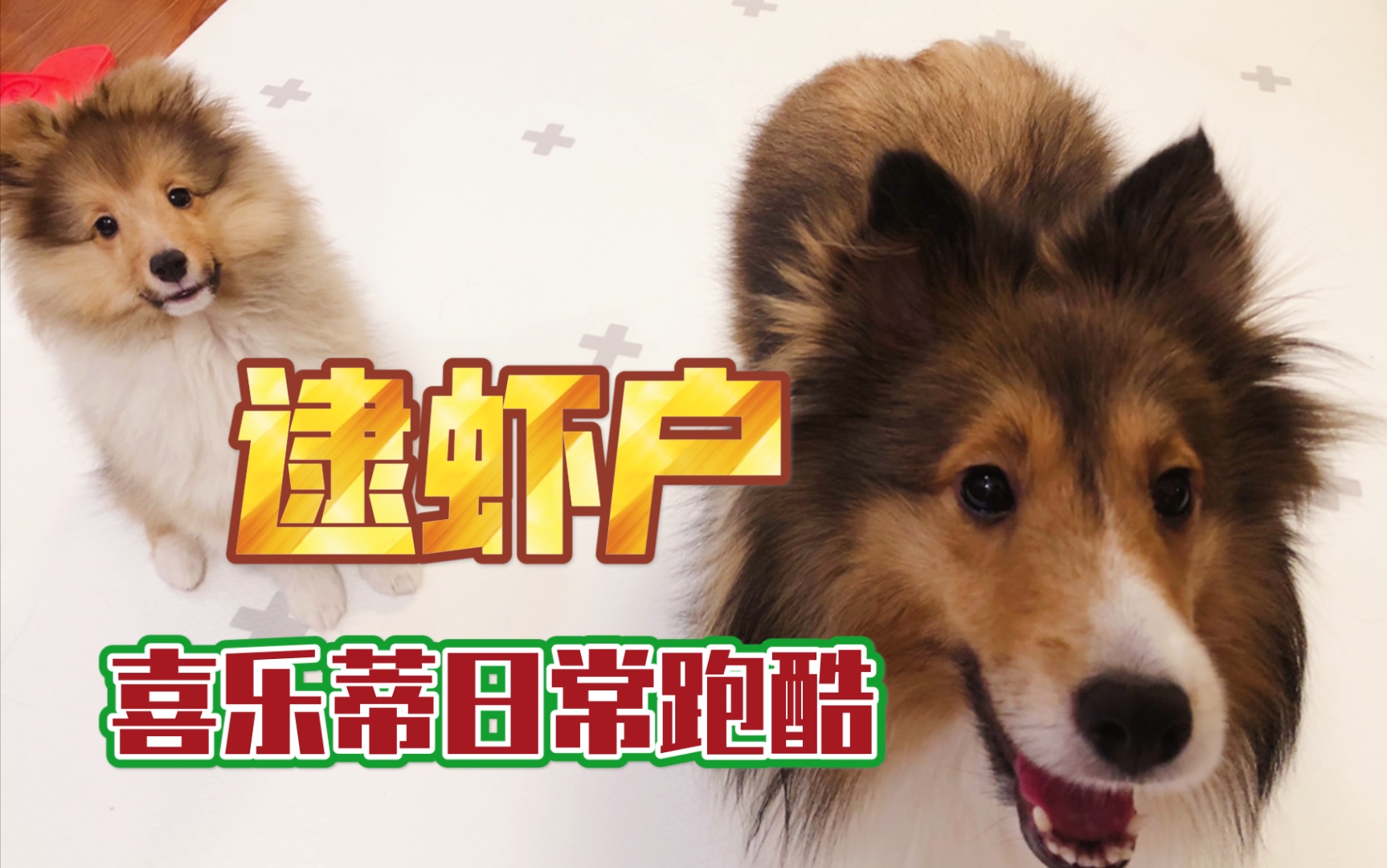 【喜乐蒂】艾米和皮皮的日常跑酷