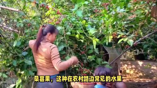 农村路边常见的桑葚果,原来作用这么厉害,解决了很多人的大问题