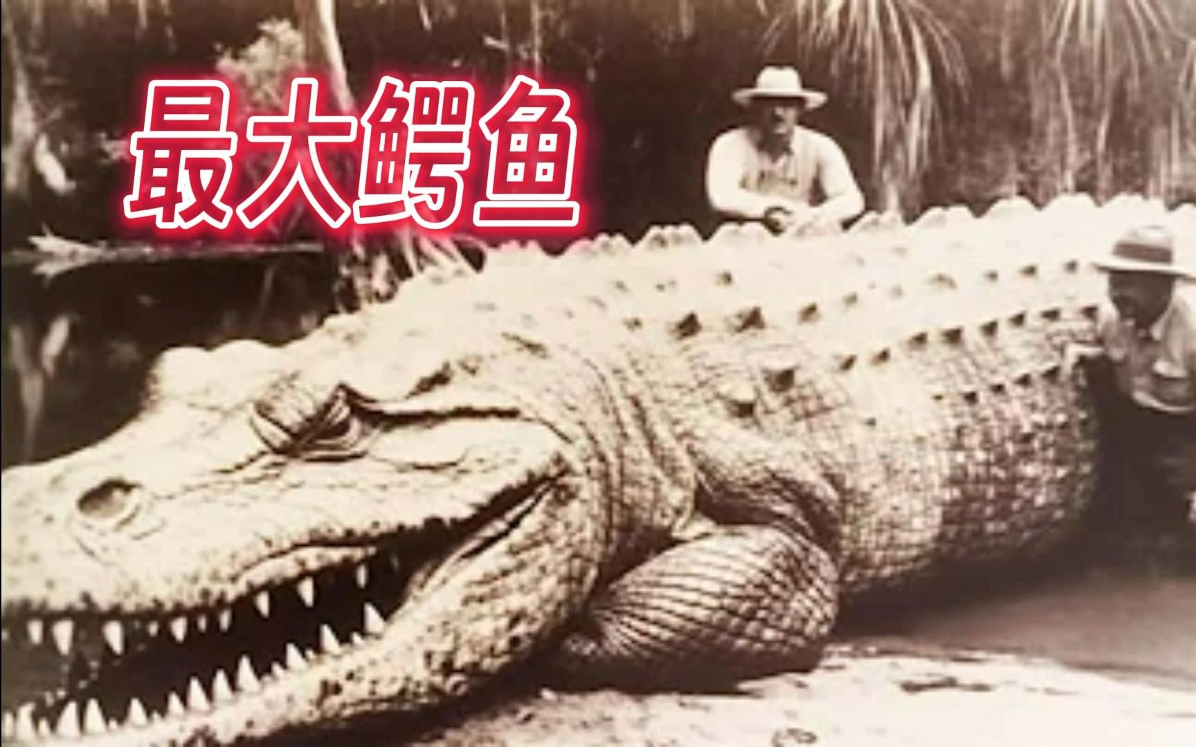 狂吞300人!世界上最大的10只鳄鱼