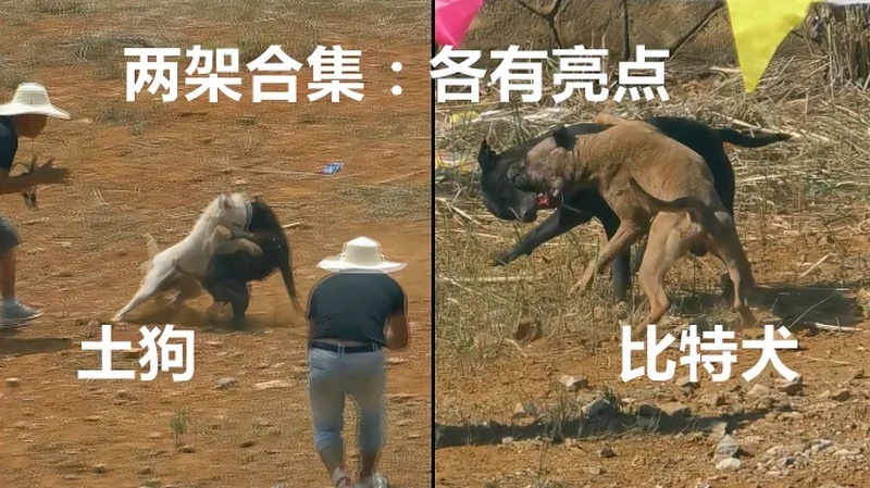 斗狗两架合集:前面土狗后面比特犬,各有亮点
