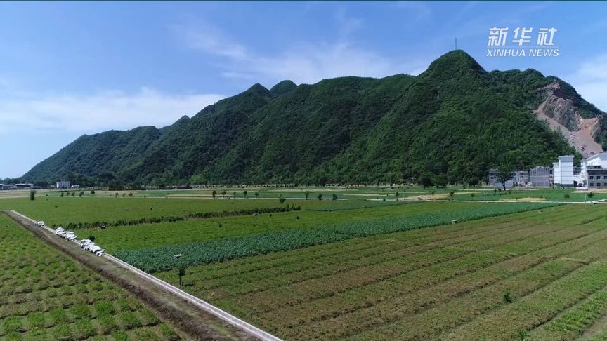 陕西镇巴:白芨花开致富路