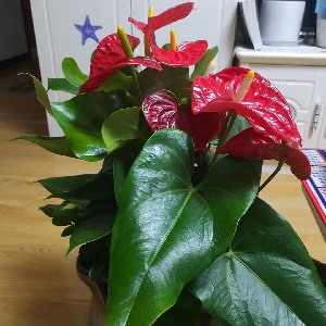 郑州牛牛的电脑 