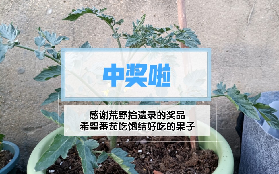 番茄日常2——从种子到开花结果的种植过程和体验。今天是中奖感谢...