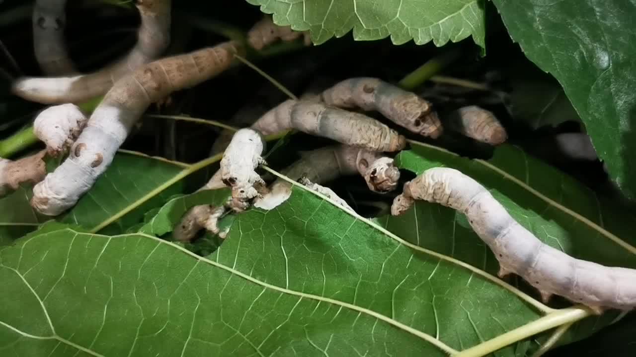 一条蚕丝被,躺着也美容!#蚕 #卡点 #蚕宝宝