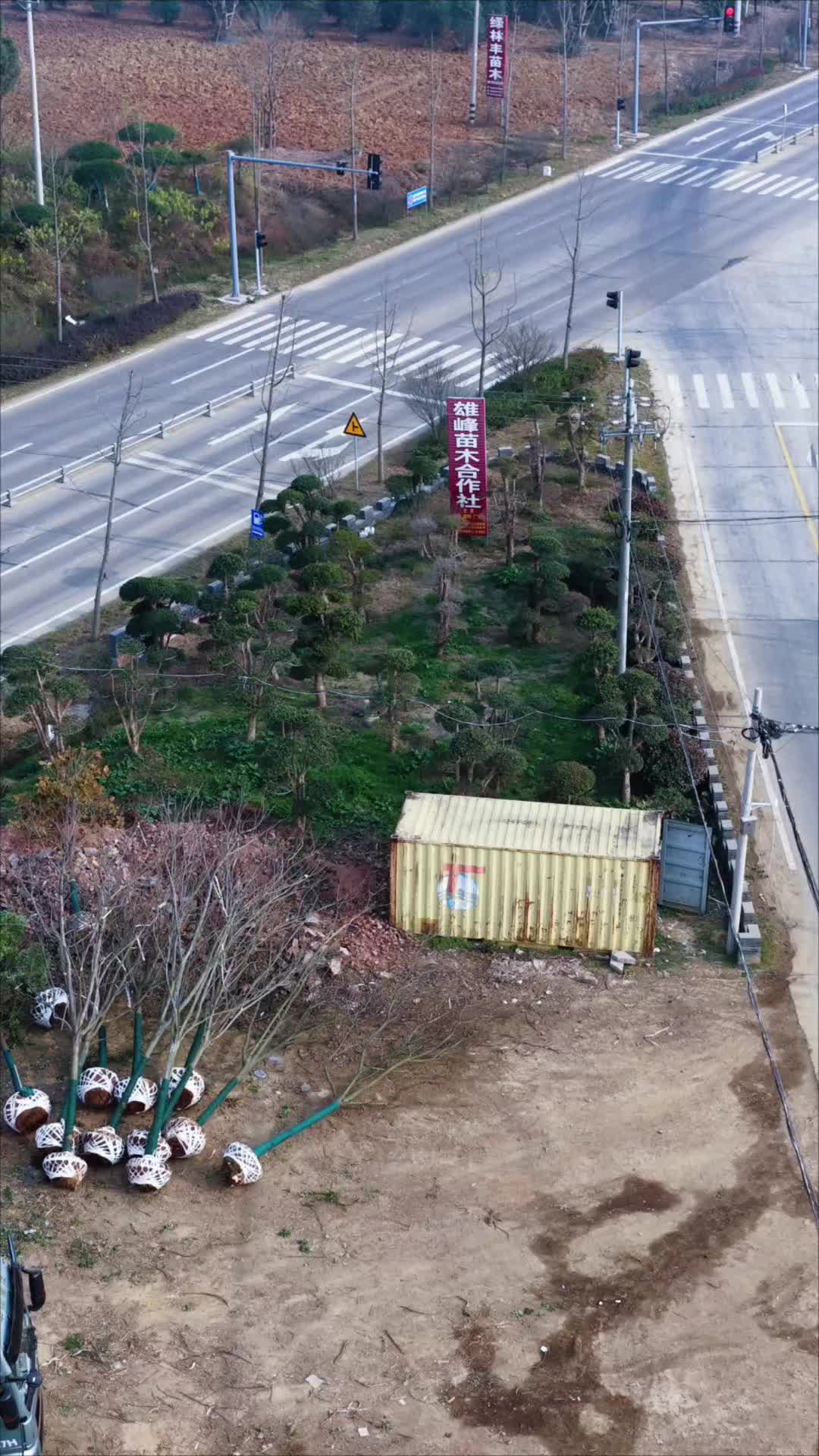 香樟树高大挺拔,枝叶繁茂,树冠如伞,散发着淡淡的清香,是城市里最安静...