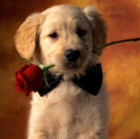 我信你个鬼鬼哟 