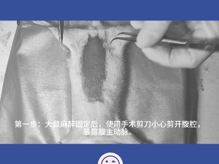 实验干货丨大鼠腹主动脉取血