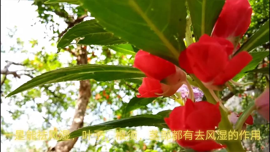 凤仙花的四大功能,解蛇毒,只是其中之一,真不能小看它。