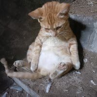 小熊养猫咪 