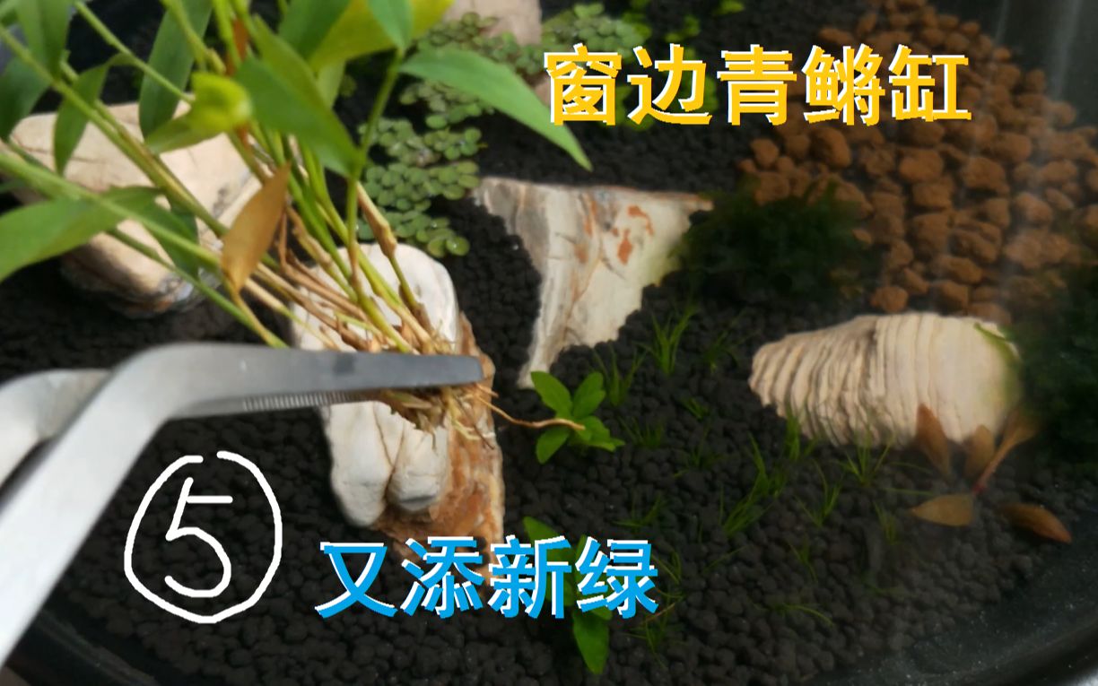 【灯火猫猫】窗边青鳉缸,种植姬翠竹,迷你牛毛--第5期(持续记录)
