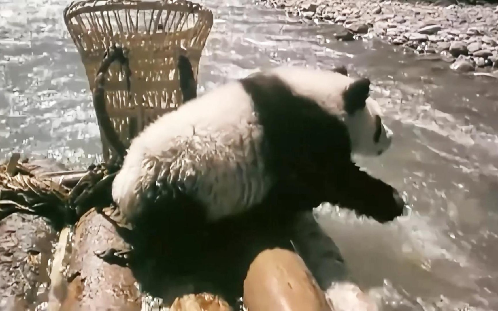 80年代竟然有人体验过养熊猫的快乐?――老电影《熊猫历险记》带你...