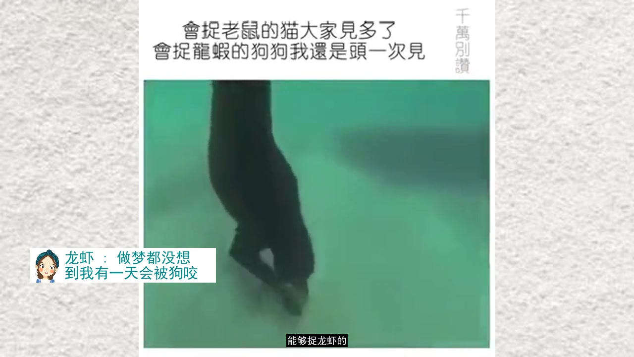 【爆笑+神评】龙虾 : 做梦都没想到我有一天会被狗咬