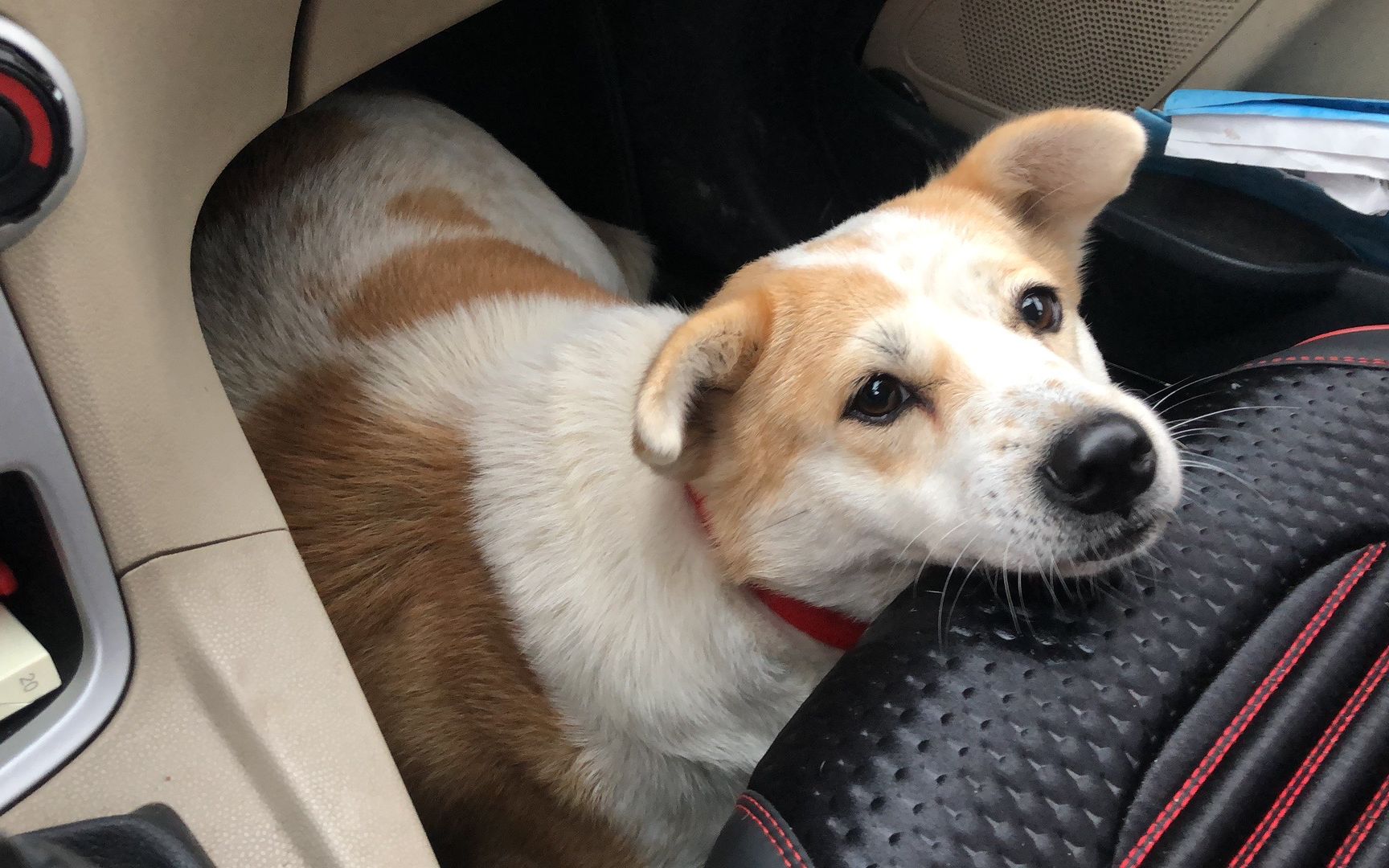 残疾乐观小天使的最后影像&流浪动物救助人之间的互帮互助