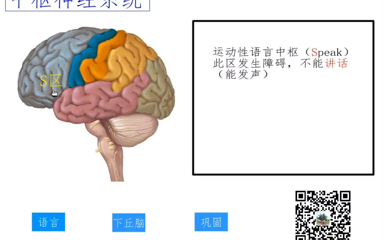 中枢神经系统