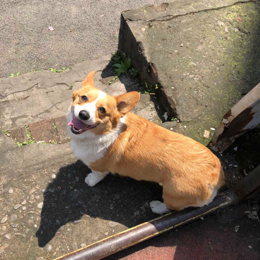 野生的跟随重叠 