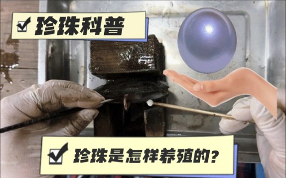 珍珠是怎么来的?一个珍珠原料商给大家科普珍珠养殖技术