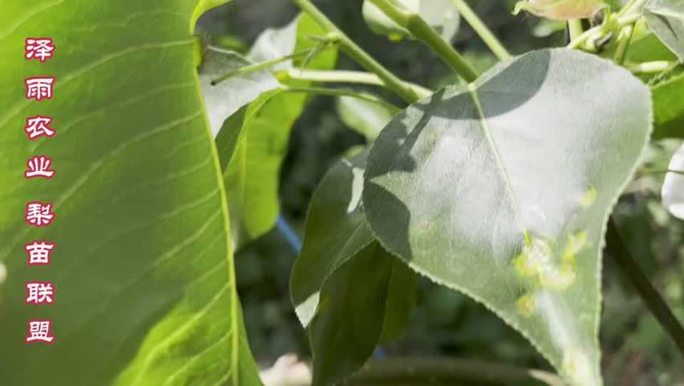 5月份,山农酥梨树果结果的表现 产量毋庸置疑 实拍视频