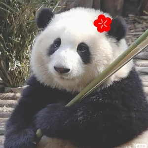 我不玩炮仗了呀 