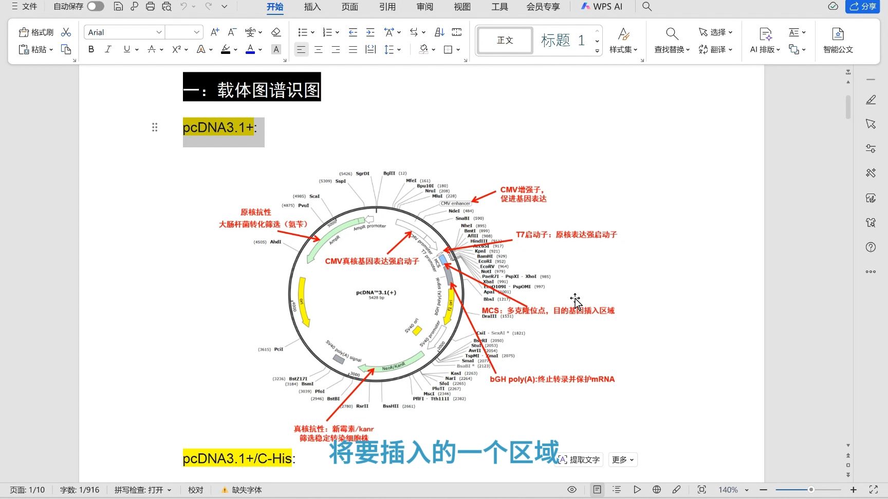 新人快速掌握--过表达载体构建