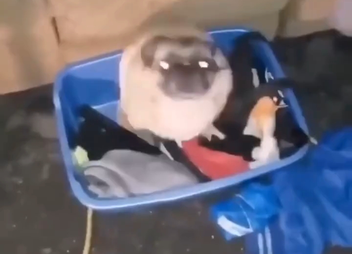 动物观察局12/跳舞的狗狗