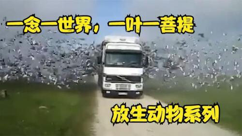 野生动物们被放生的场景,静音无解说版