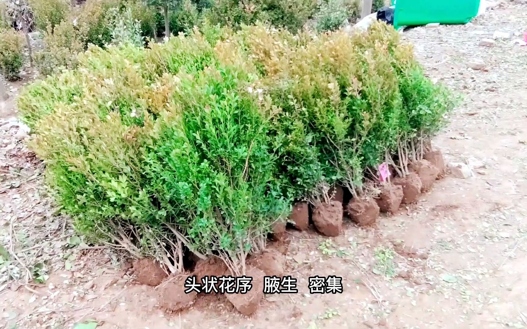 小叶黄杨 瓜子黄杨 花木百科-卉木园林