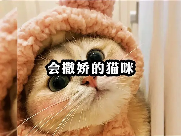 会撒娇的猫咪,谁又能受得了