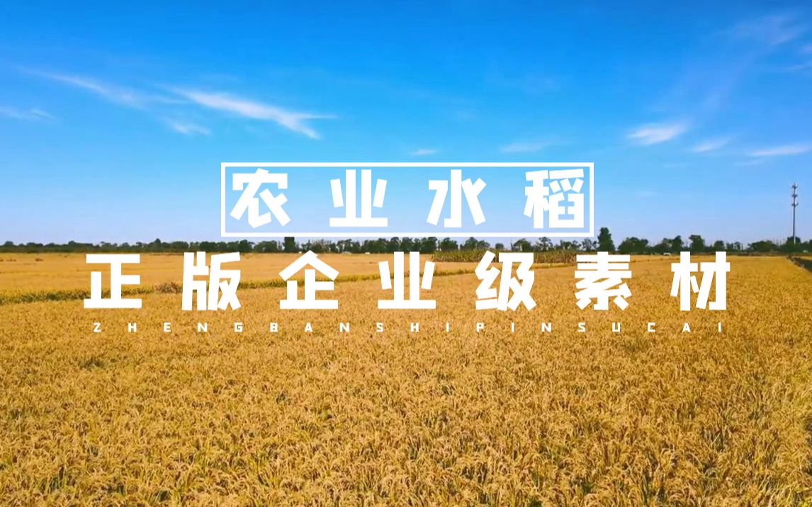 【商用无水印】水稻大米乡村农业振兴,适用企业广告活动宣传片视频...